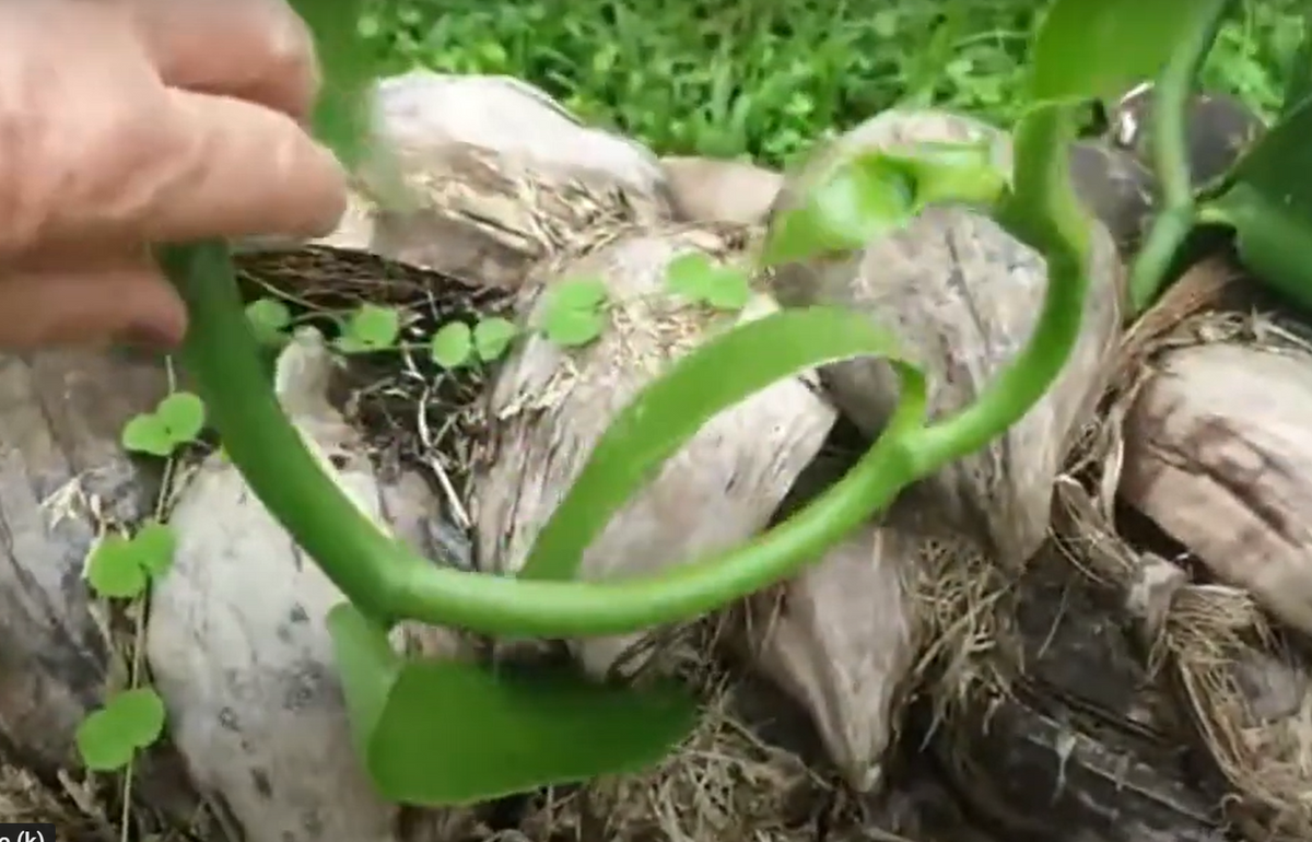 Discover the Art of Looping for Optimal Vanilla Growth. – vaoalavanilla