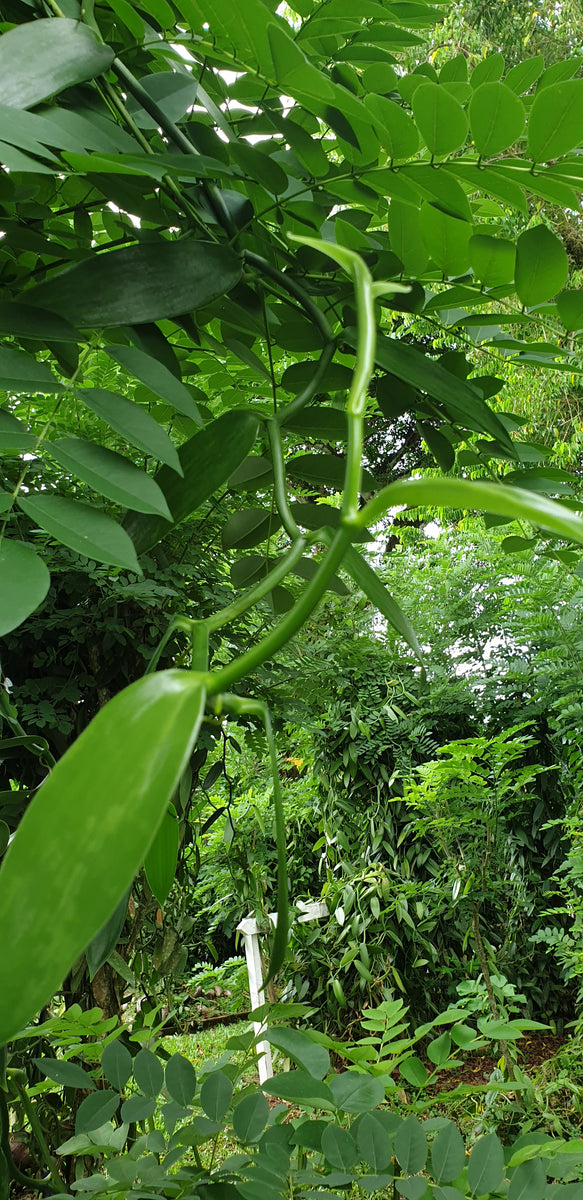 Looping Vanilla for a Healthier and Stronger Vine - Tip of the Day ...