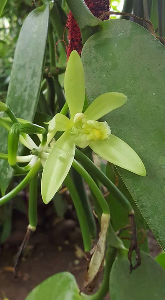 How to Pollinate a Vanilla Flower - Tip of the Day – vaoalavanilla